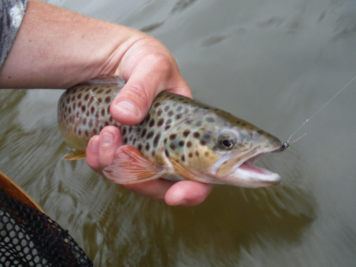 Our Outdoors: Likely Locations for Trout