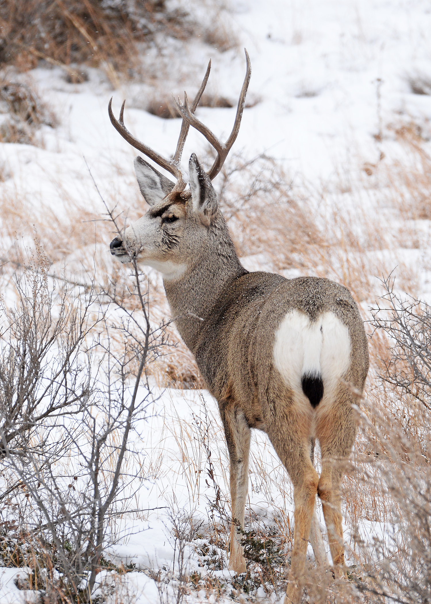 Mule Deer Survey Complete