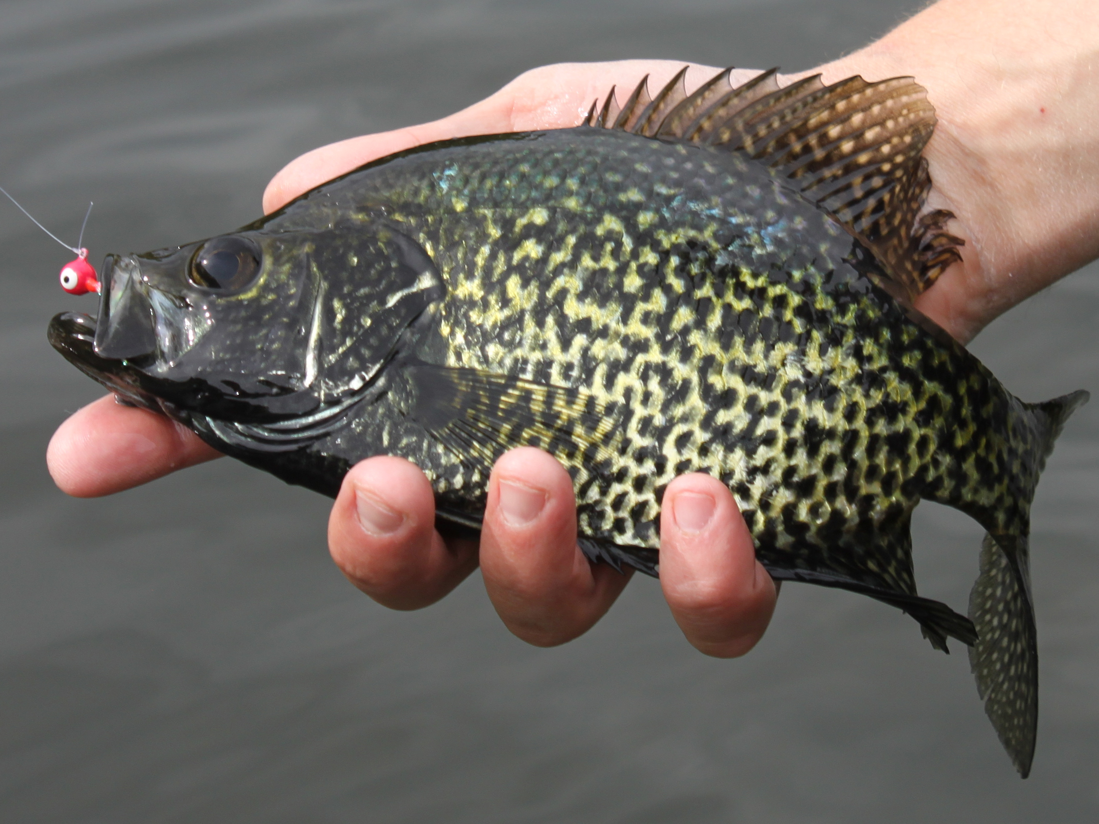 Paint It Black – Springtime Crappie Colors