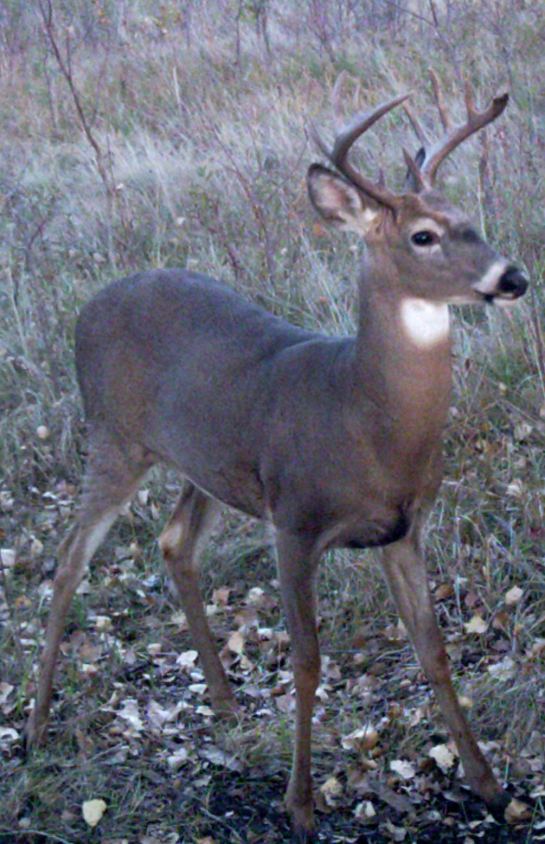 Deer Lottery Held, Licenses Remain