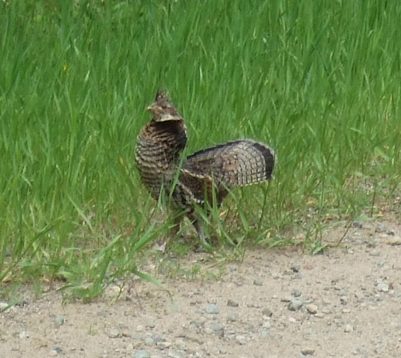 A Flatlander’s Guide to Ruffed Grouse