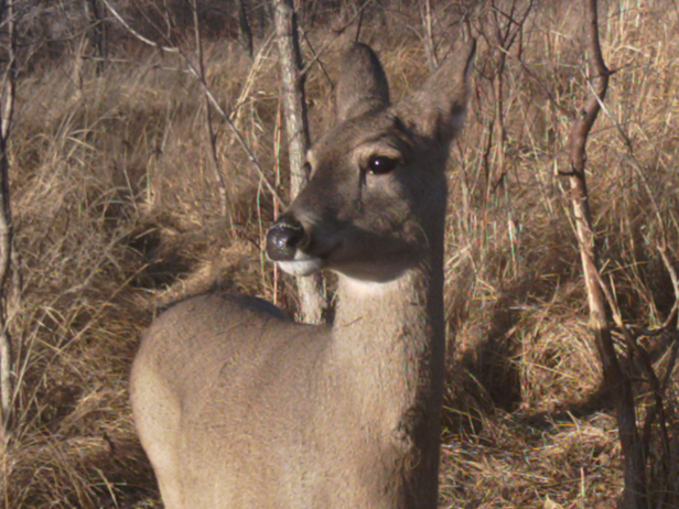 CWD Surveillance Starts in Deer Unit 2B