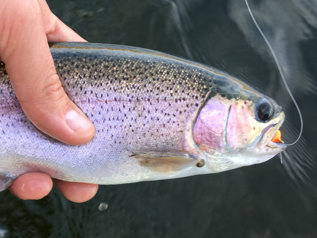 Catchable Trout Stocked Across State