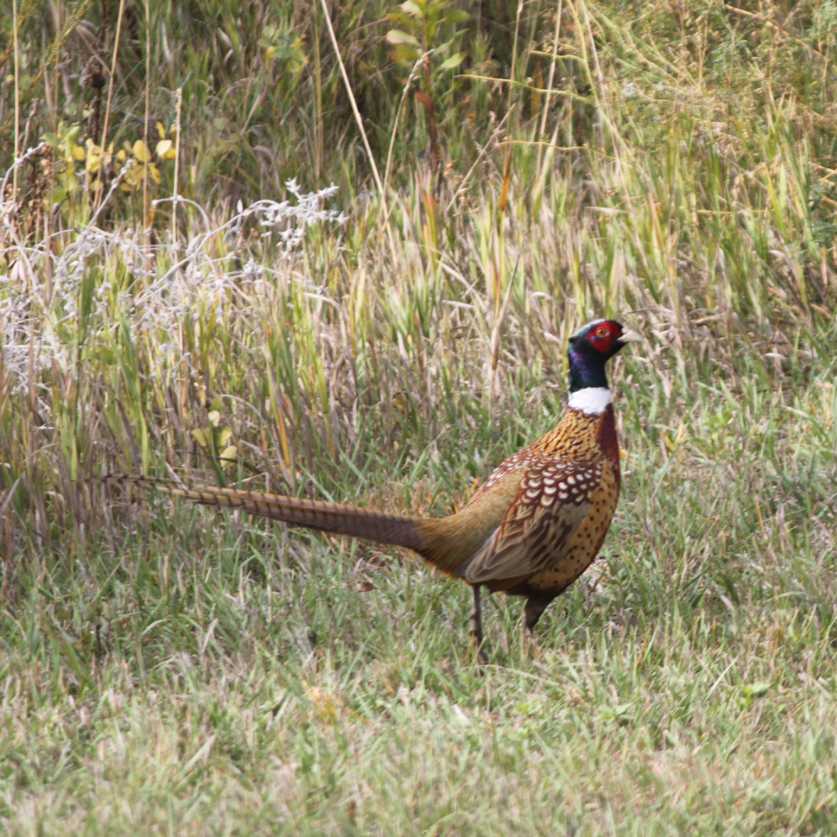 Our Outdoors: Early Season Pheasant Tips