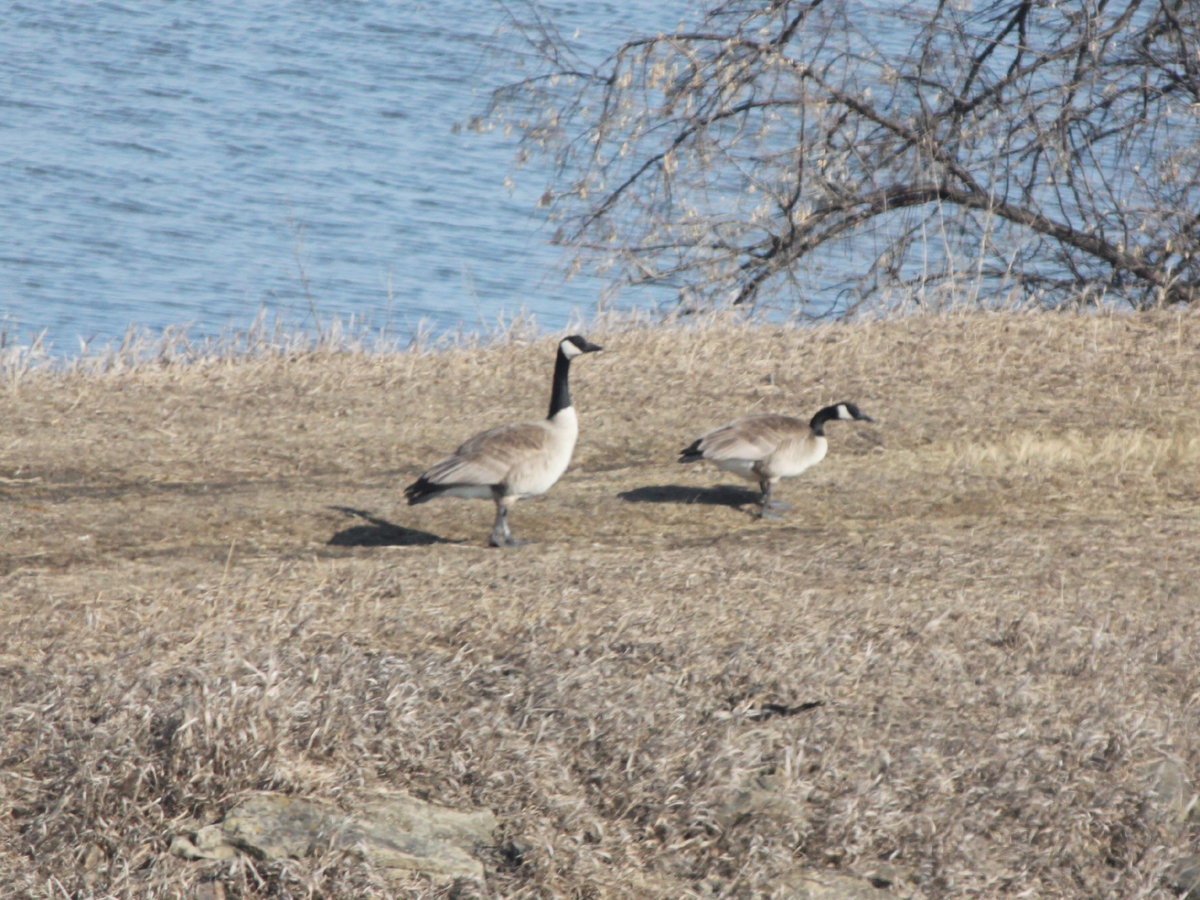 Early Canada Goose Season Set