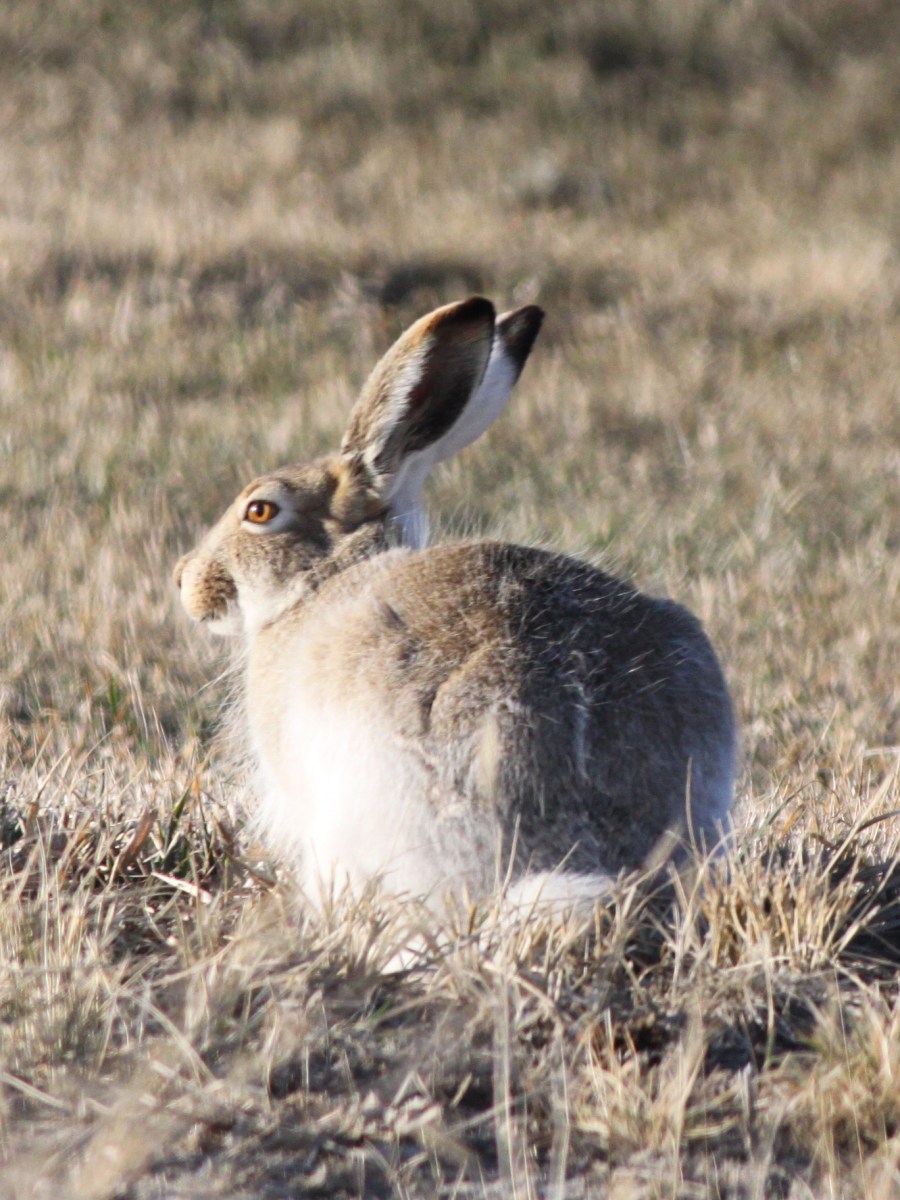 Getting to Know Jackrabbits
