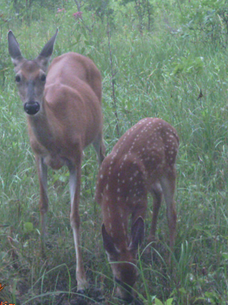 The ND Deer Lottery, Part 1: Influencers