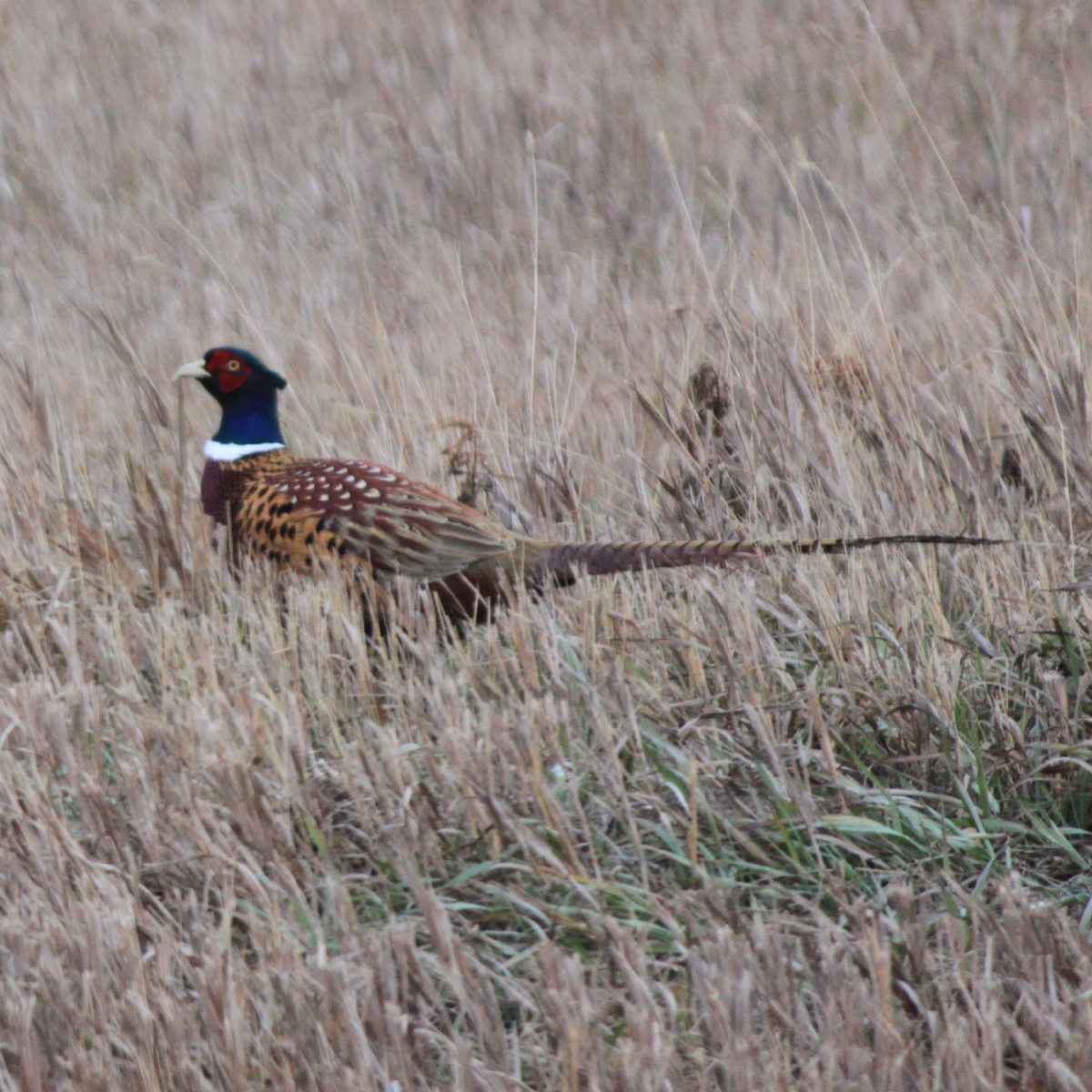 The Pheasant Hunter’s Prayer