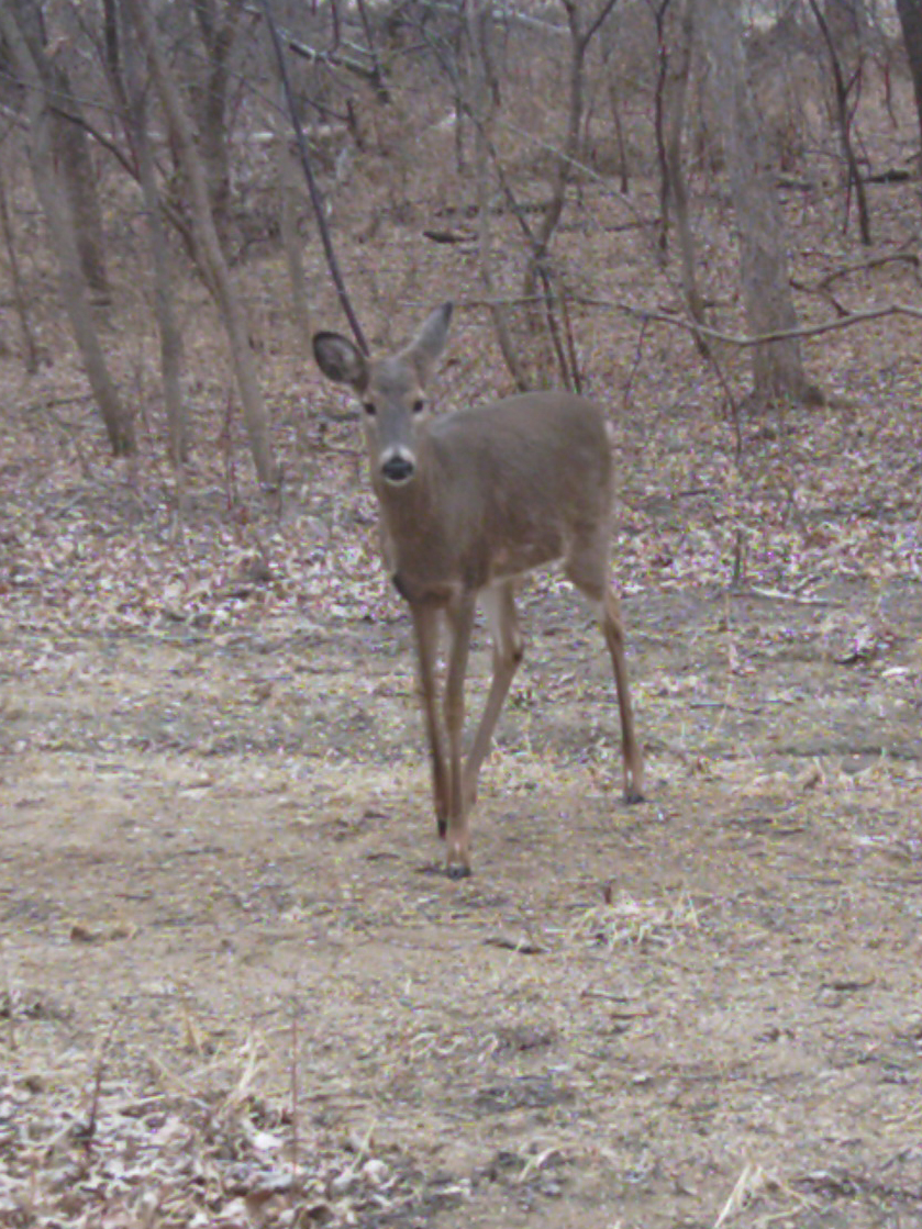 2nd Deer Lottery Complete, Licenses Remain