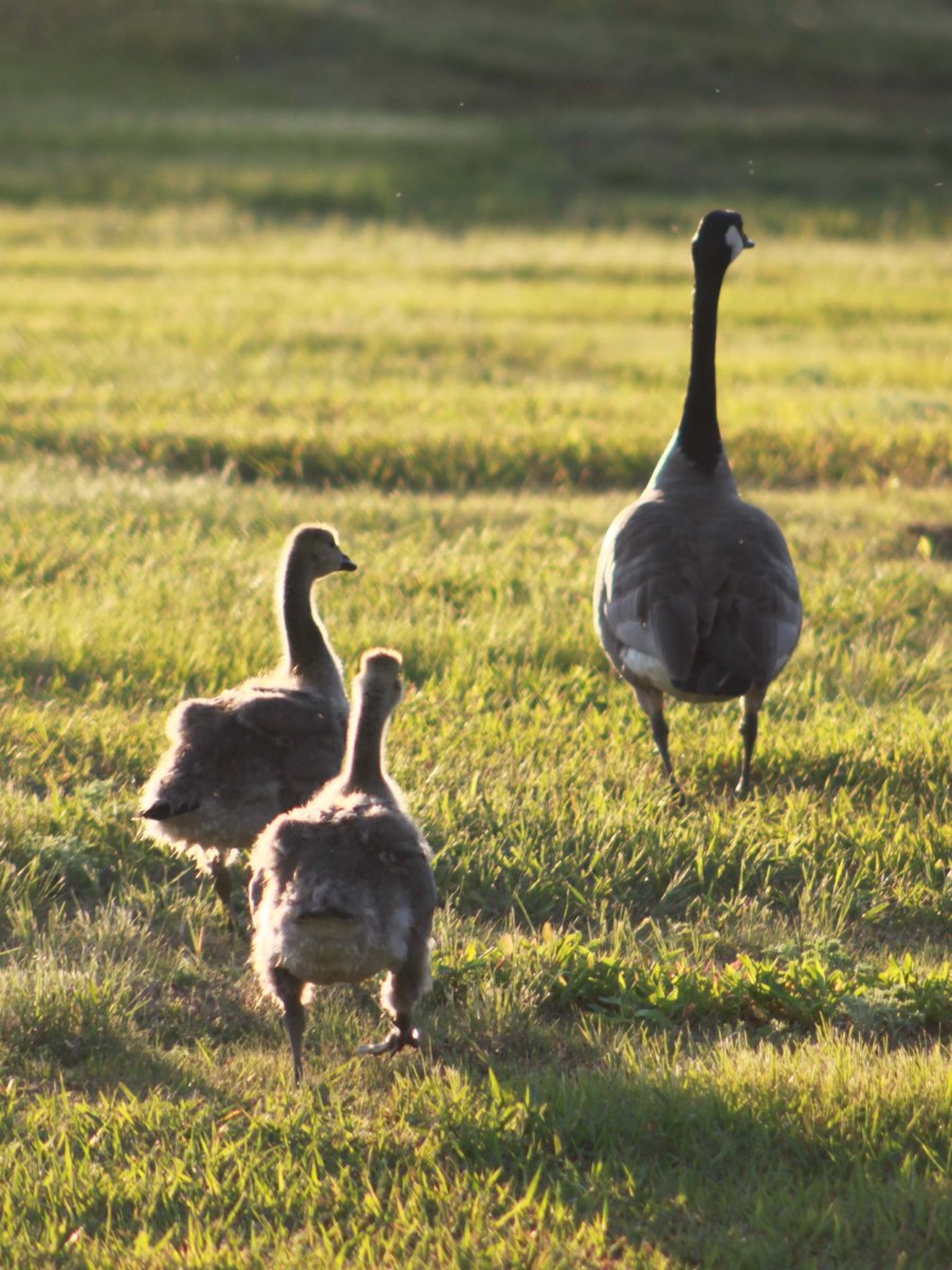 Early Goose Seasons Set