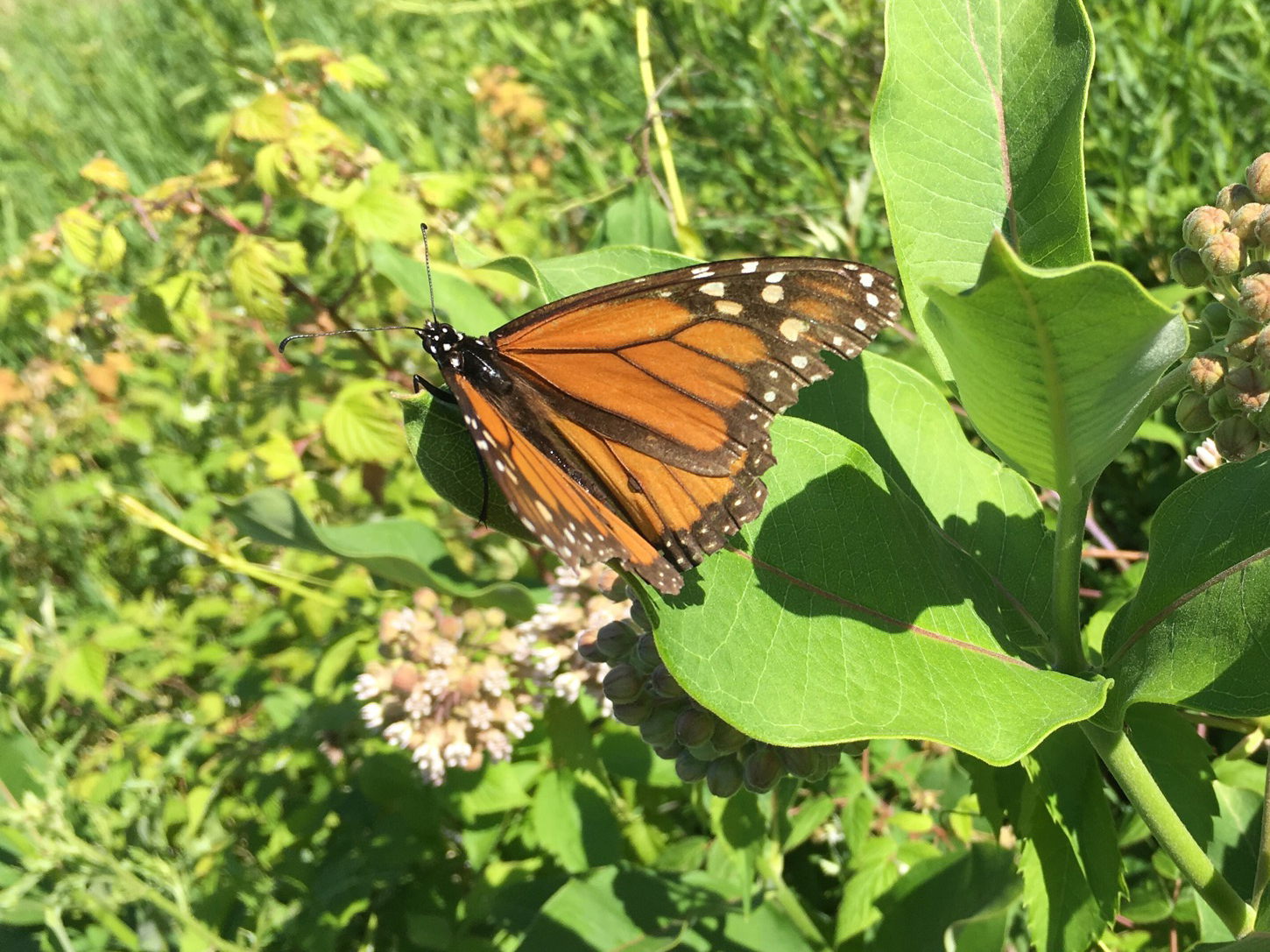 Milking It for Monarchs
