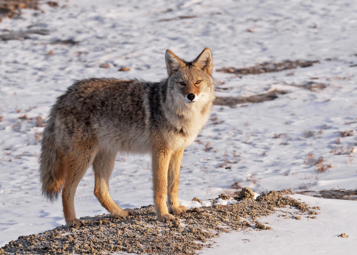 Furbearers Front & Center