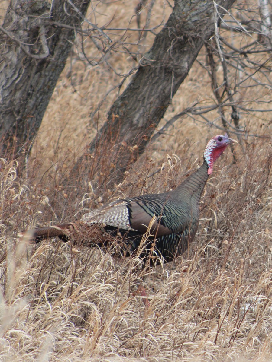 Turkey Drawing Held, Licenses Remain