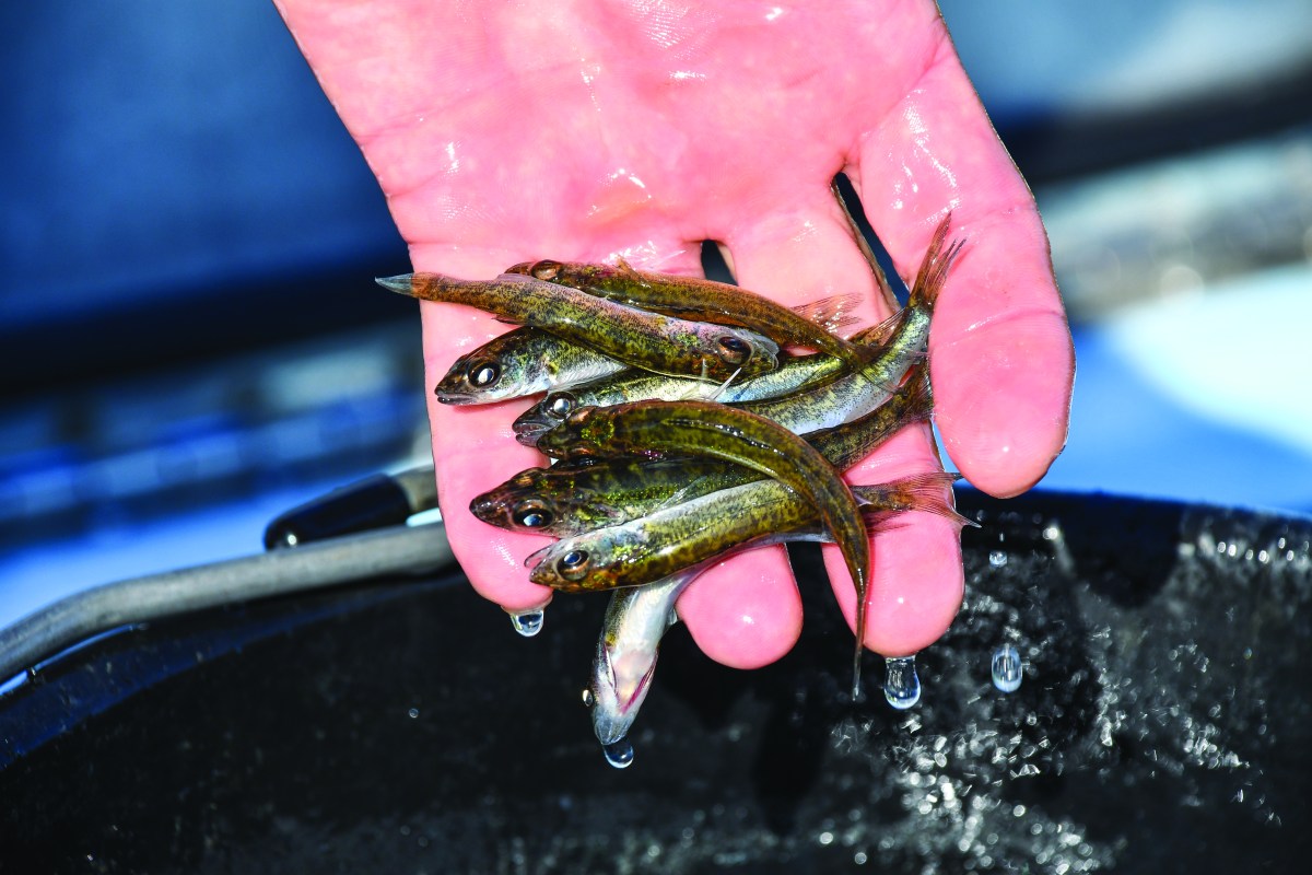Advancements in Walleye Stocking