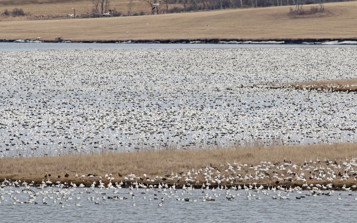 Inside the Spring Light Goose Conservation Order