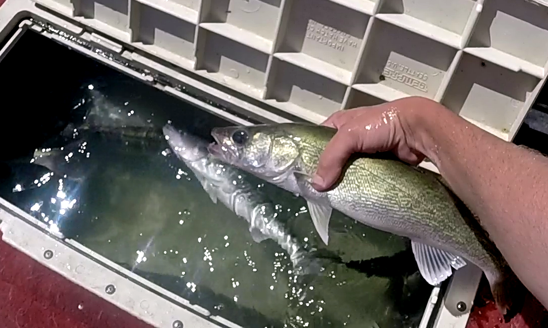 Advanced Walleye Fingerling Stockings Continue