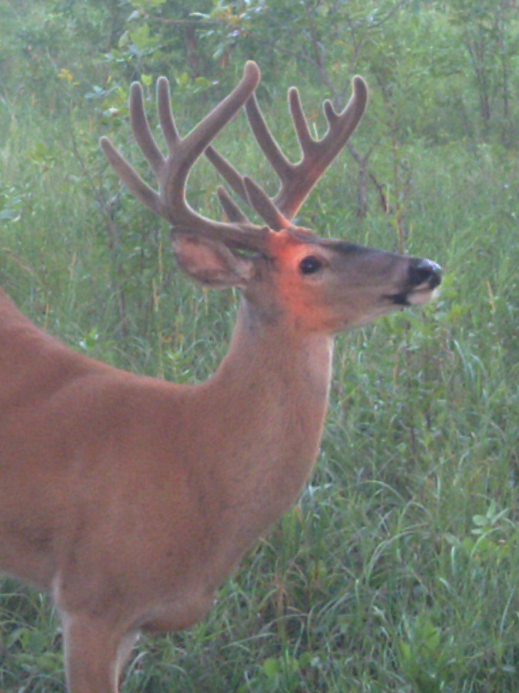 What’s Going On With Gratis Deer Tags?