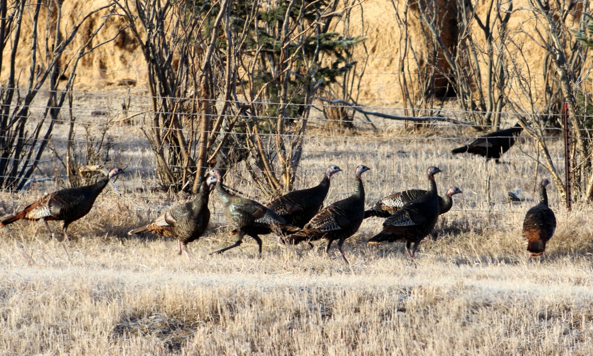 NWTF Provides Spring Hunting Tips, Better Habitat