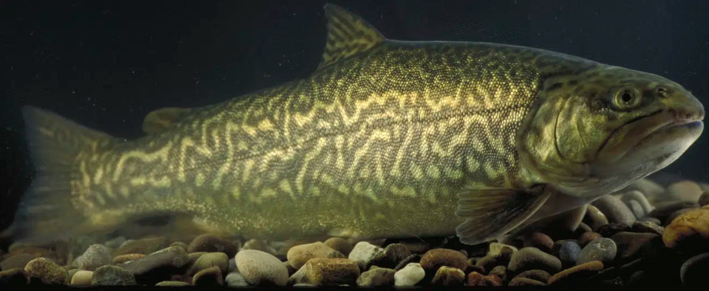 Tiger Trout to hit Two ND Lakes