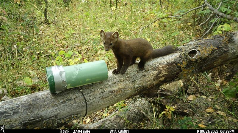 The Mystery of Martens